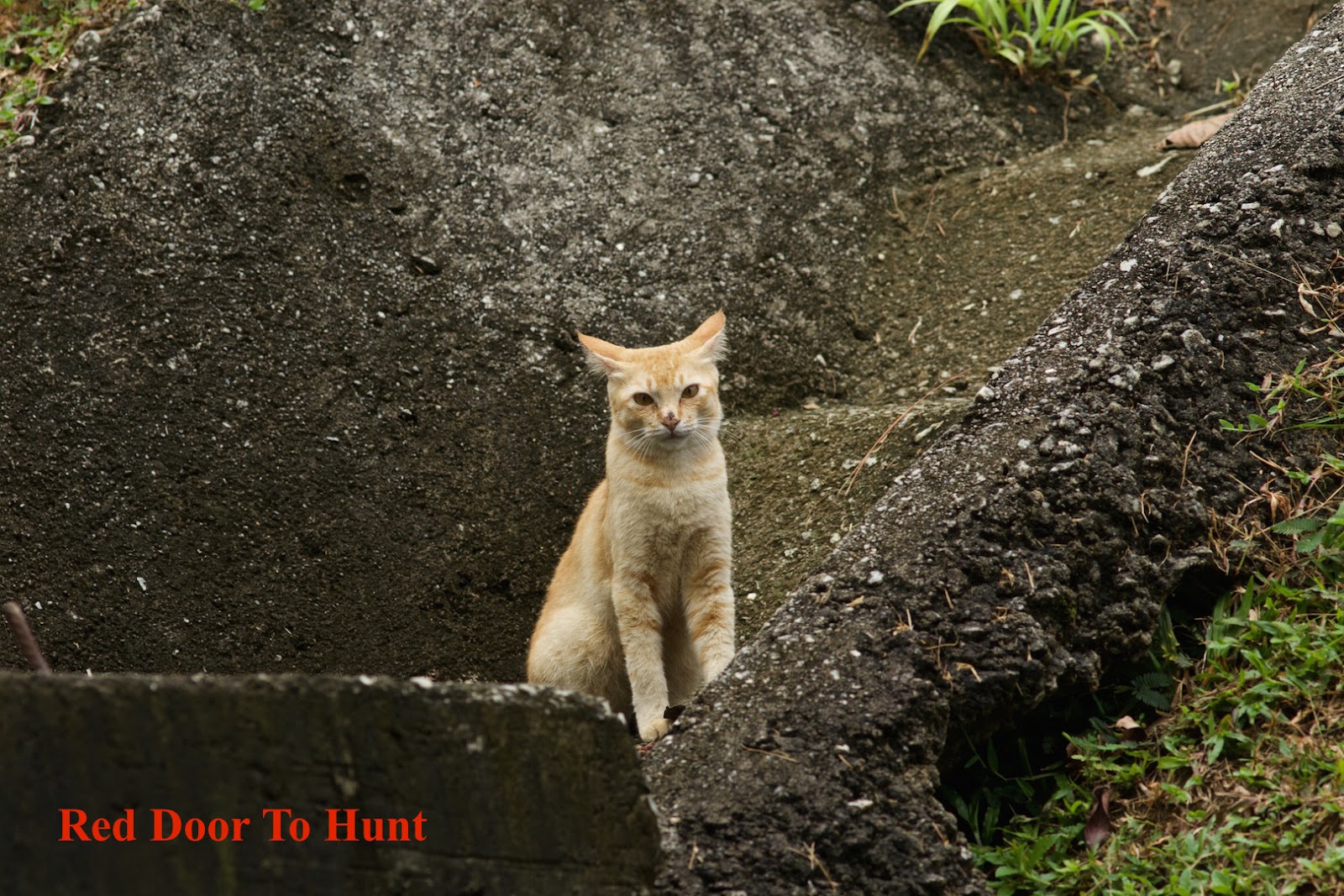 RED Door To Hunt: Ancaman Yang Diterima Oleh Burung Tukang Ekor-besar ...