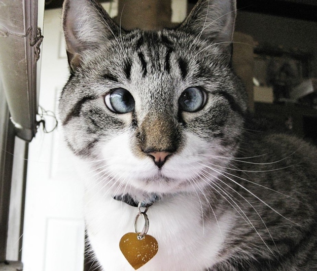 Meet Spangles, the cutest crossed-eyed cat you'll ever see (9 pics ...