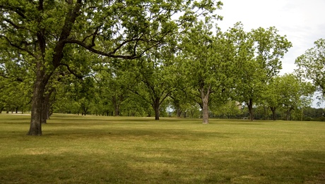 ALLERGENA Texas Trees™: July 2015