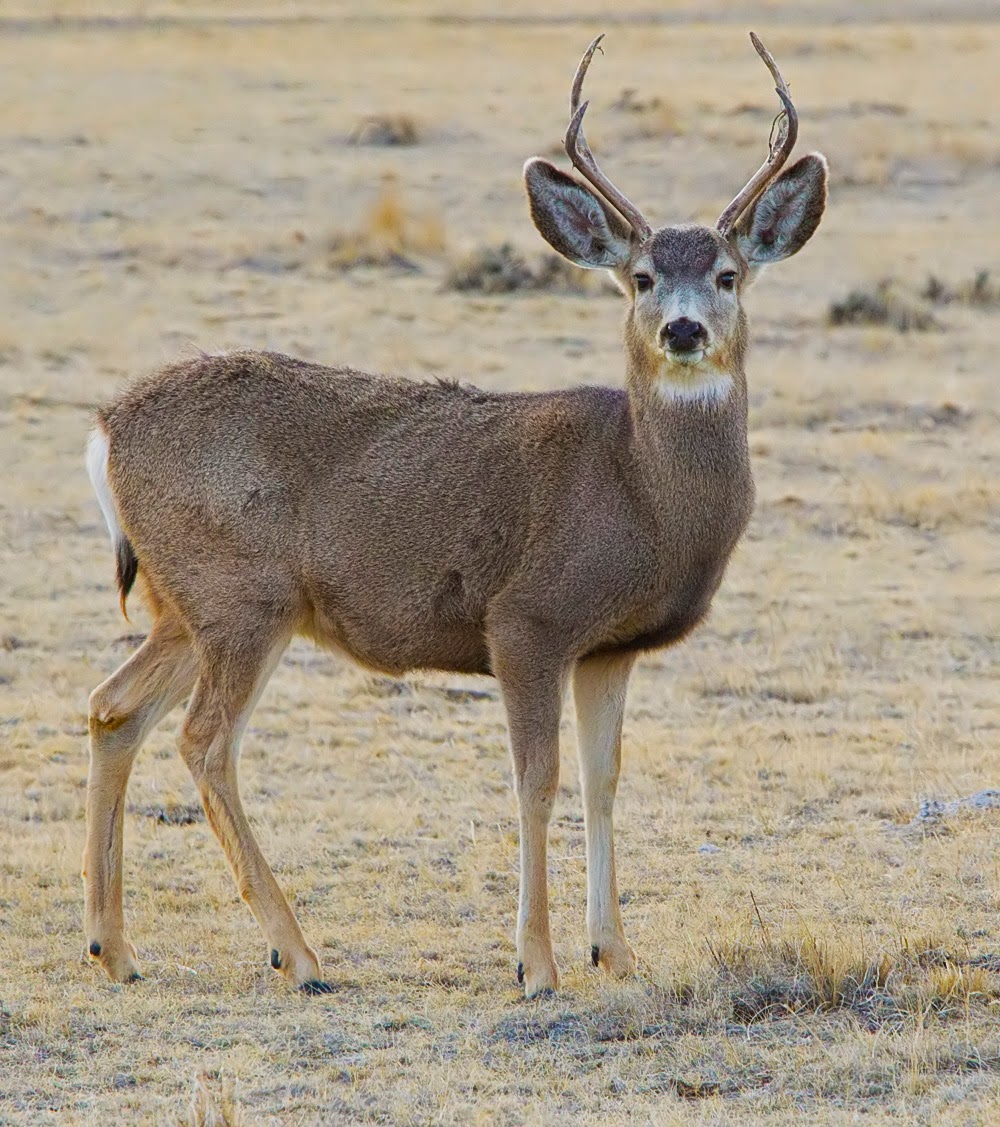revistaavefenix.blogspot.com: URGE CREAR ÁREA NATURAL PROTEGIDA PARA ...