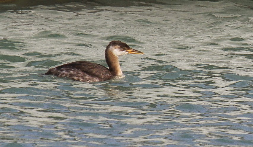 Birding Is Fun!: Lake Michigan Shoreline Birding
