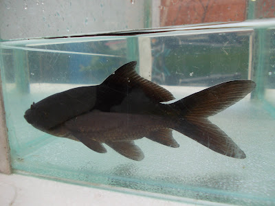 Mirror-scale goldfish: Black metallic comet "goldfish" from China