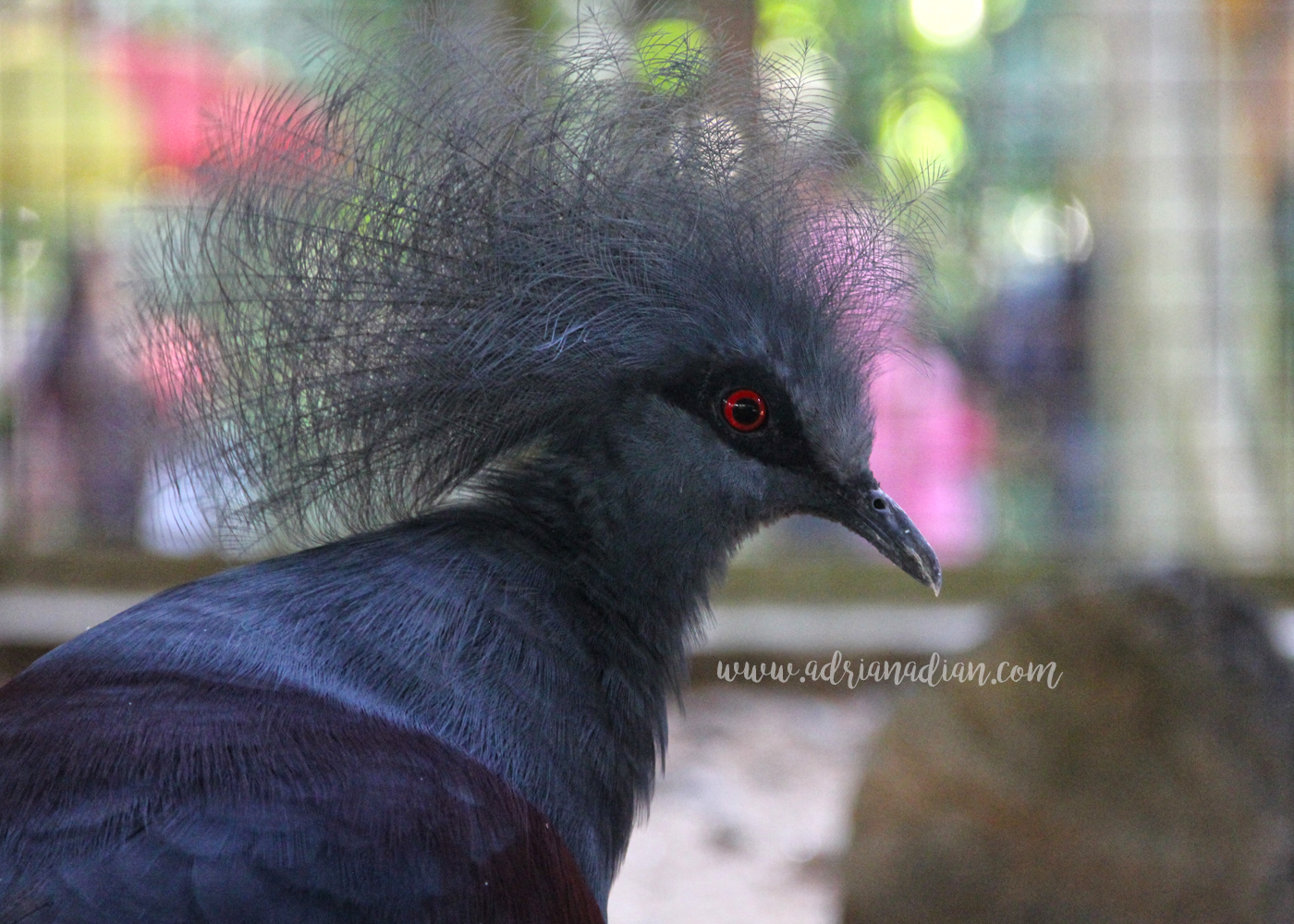 Ada Apa di Kebun Binatang Ragunan, Kini?