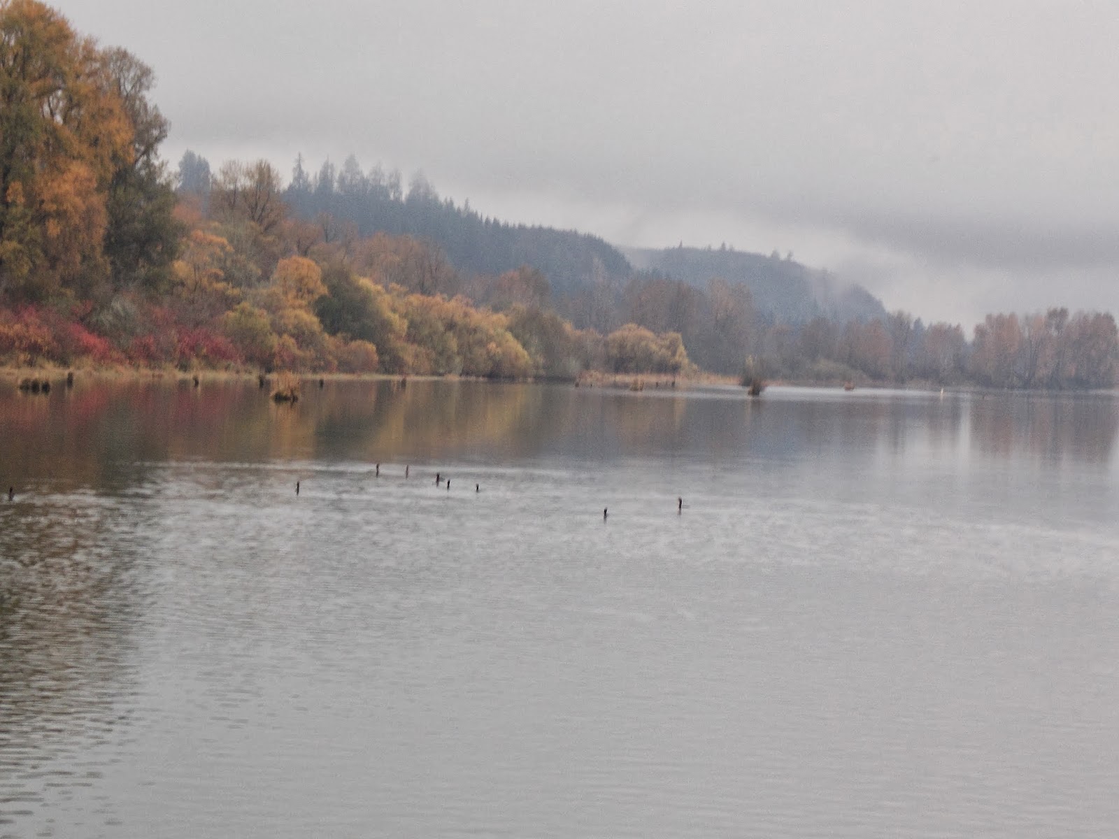Alaskan Sea-Duction: Floating Turds