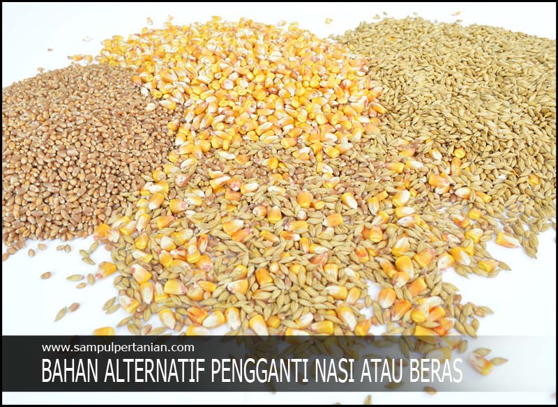 7 Materi Makanan Alternatif Pengganti Beras Atau Nasi Sebagai Makanan Pokok