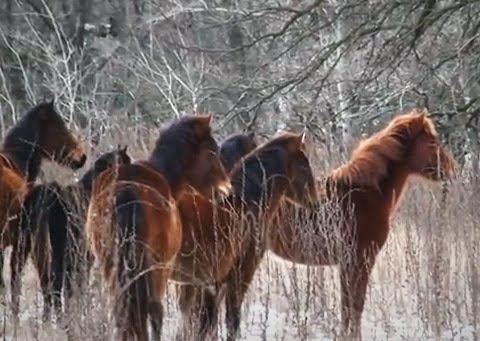 Vacanța esoterică: Caii salbatici din Delta Dunarii