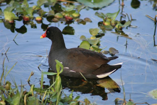 Wildlife Monitor: Waterbird Migration Picks Up