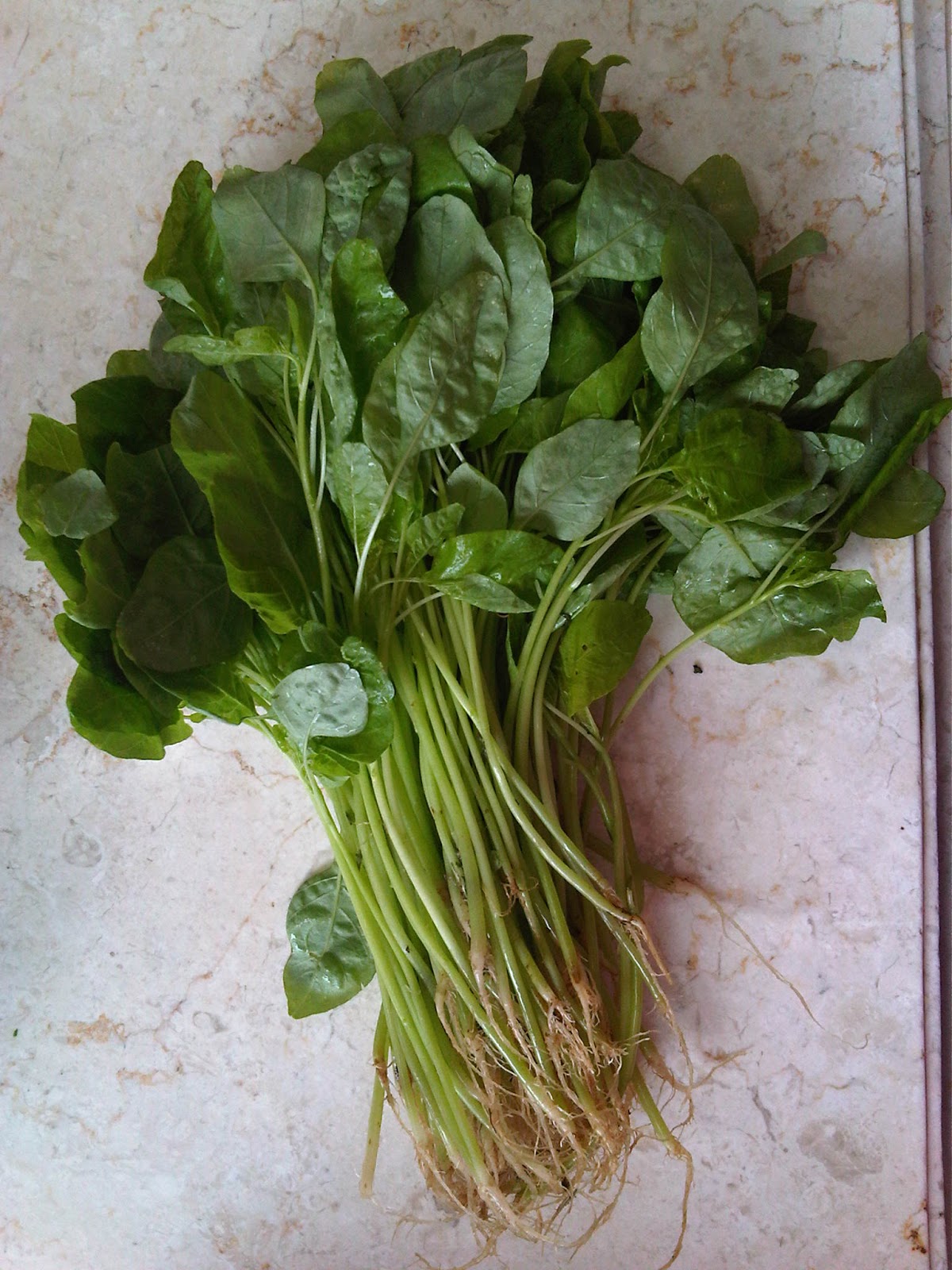 HOUSE OF MARISA: SEGUDANG MANFAAT BAYAM