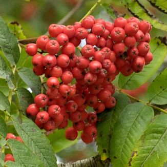 Fruit Warehouse: Rowan