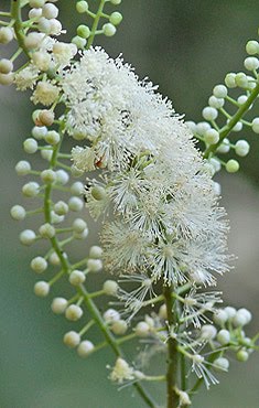 Bugbane