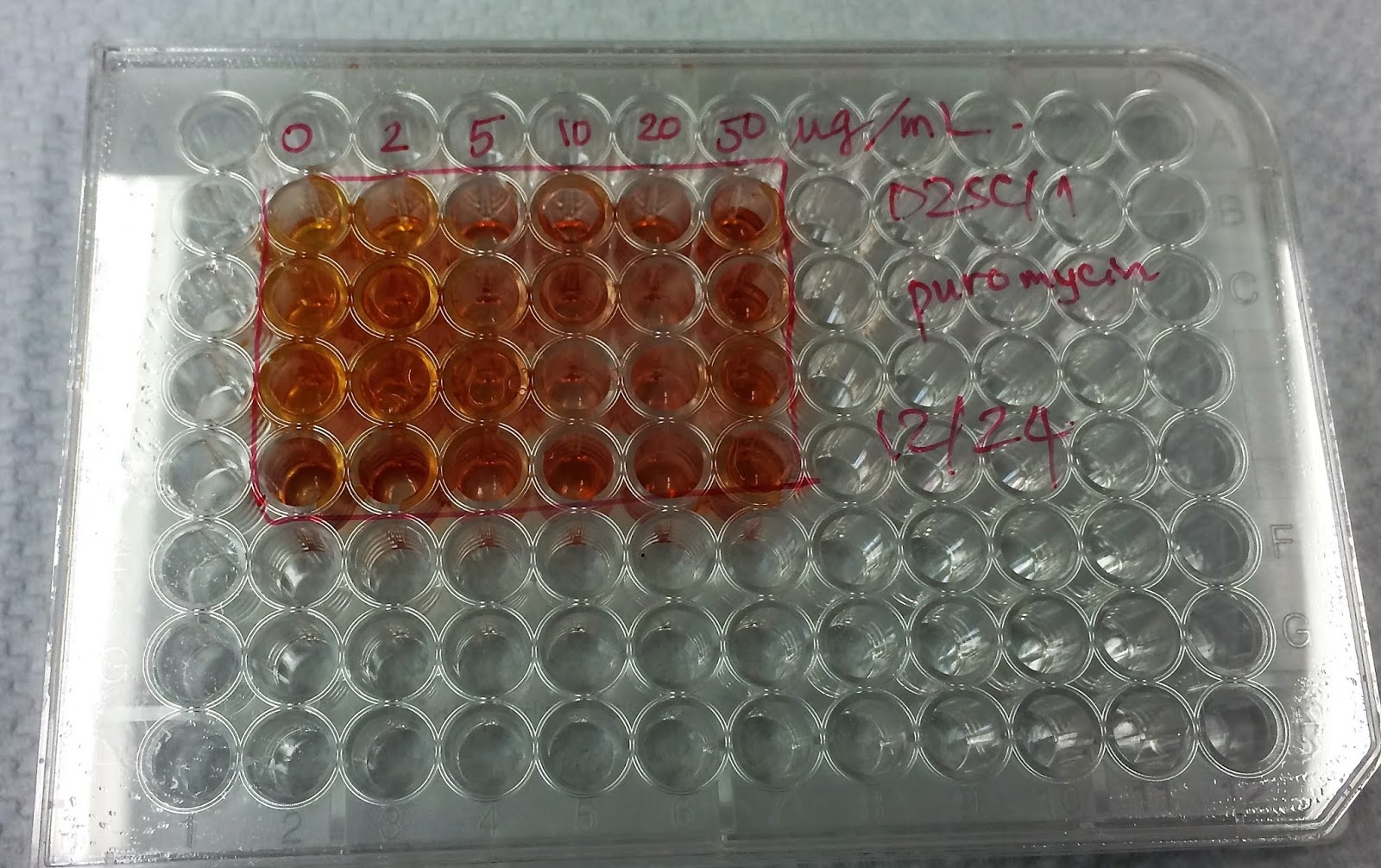 Mita: Cell Viability Assay - MTT Assay