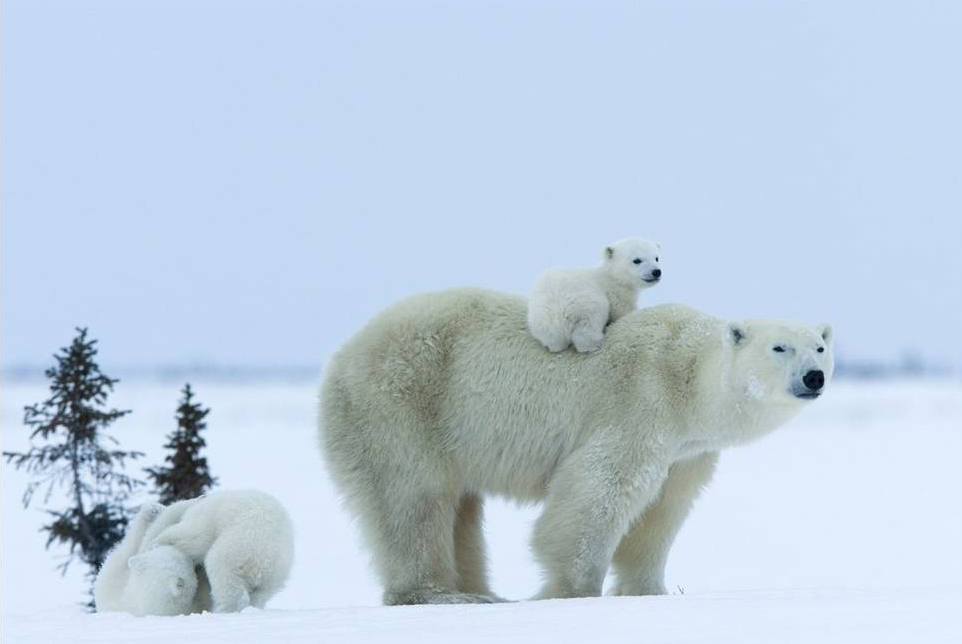 Rumah Kardus: Beruang Kutub "The Cutest"