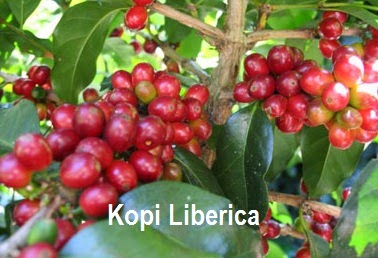 KOPI - JENIS LIBERICA | CONDENPE
