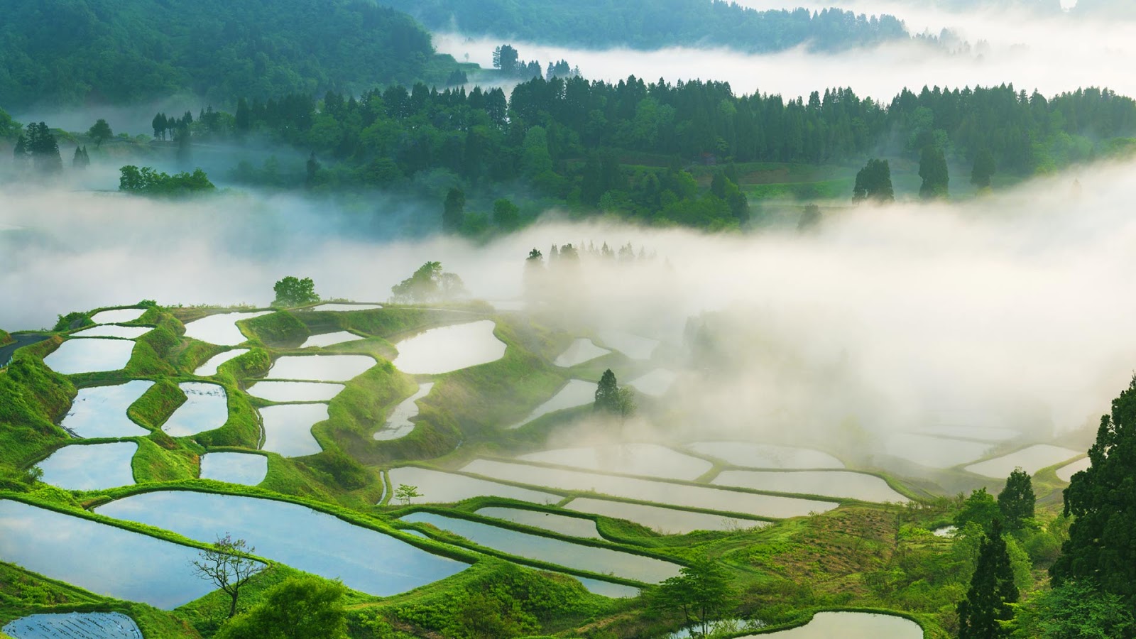 Terraced rice fields Niigata Prefecture Japan -- مدرجات حقول الارز في ...
