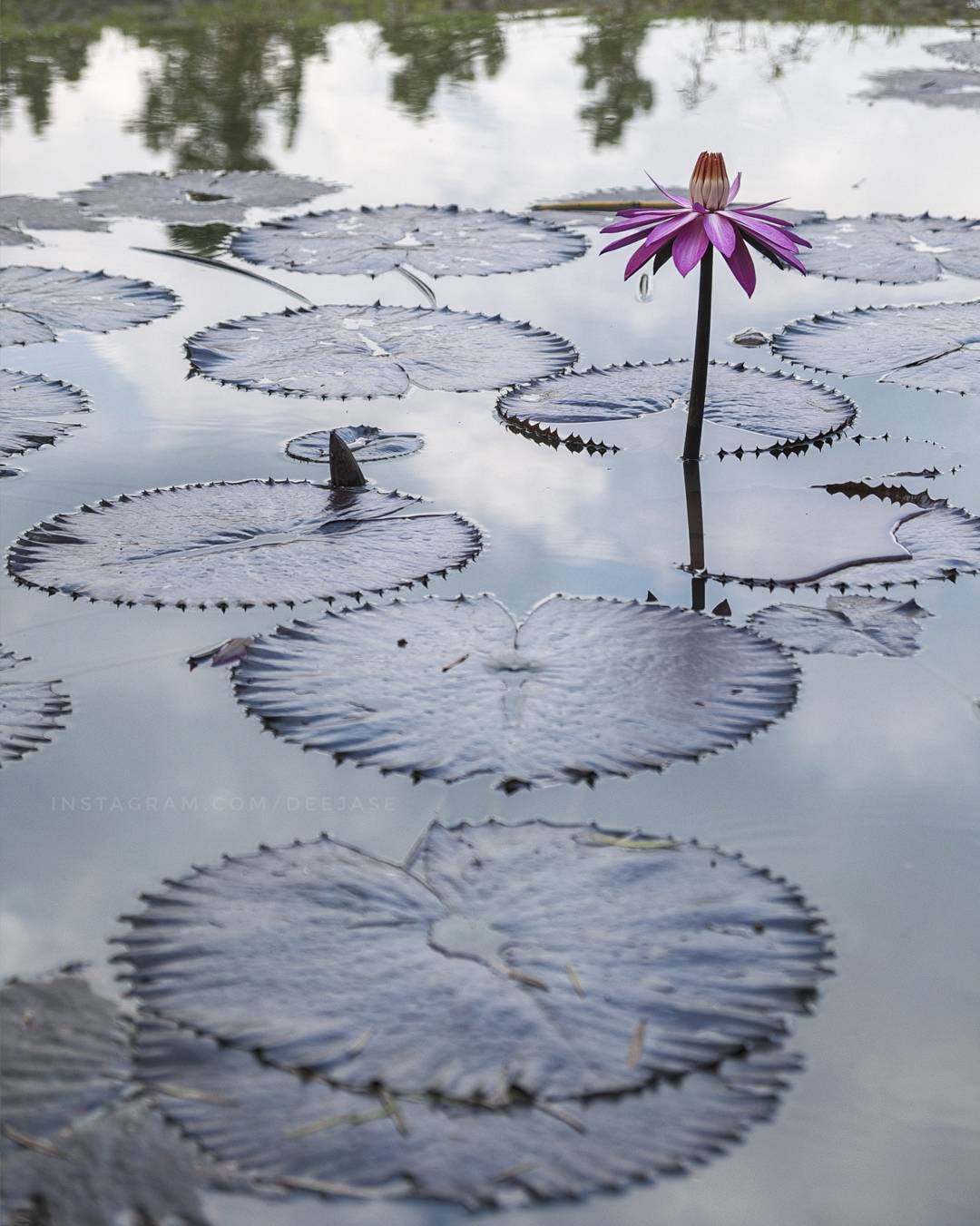 filosofi teratai dan bunga lotus