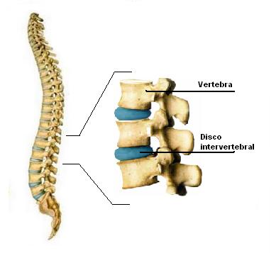 Biología y Laboratorio: SISTEMA ARTICULAR