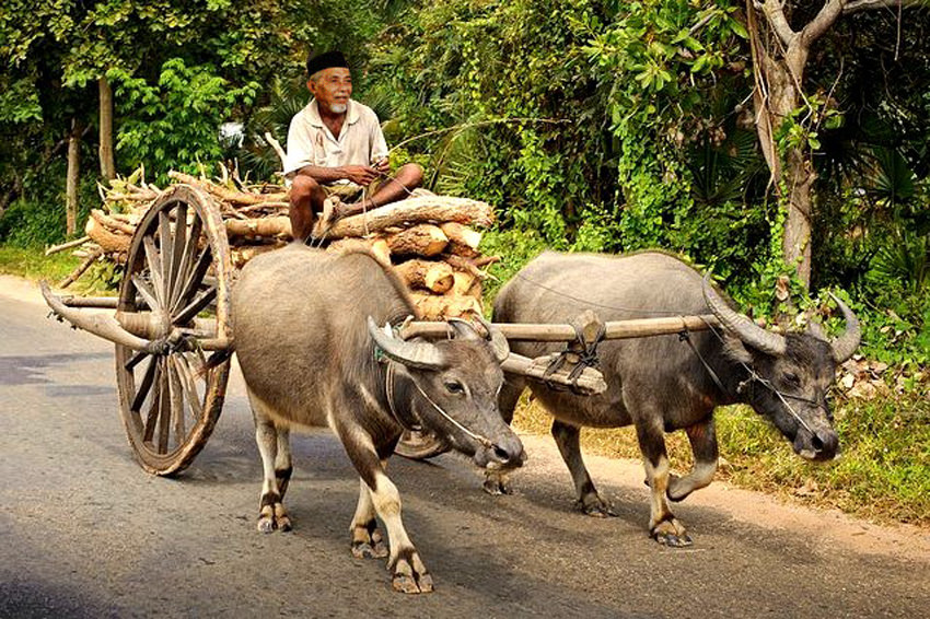 Uniknya Jenis Moda Transportasi Darat Yang Ditarik Binatang Sebagai ...