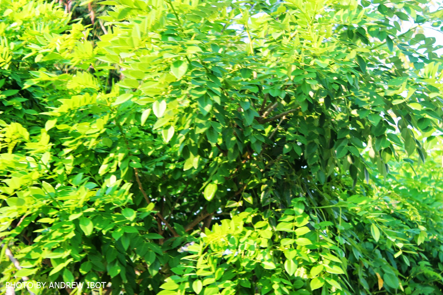 Ako si ANDREW IBOT!: Kakawate (Gliridia sepium (Jacg.) Steud)