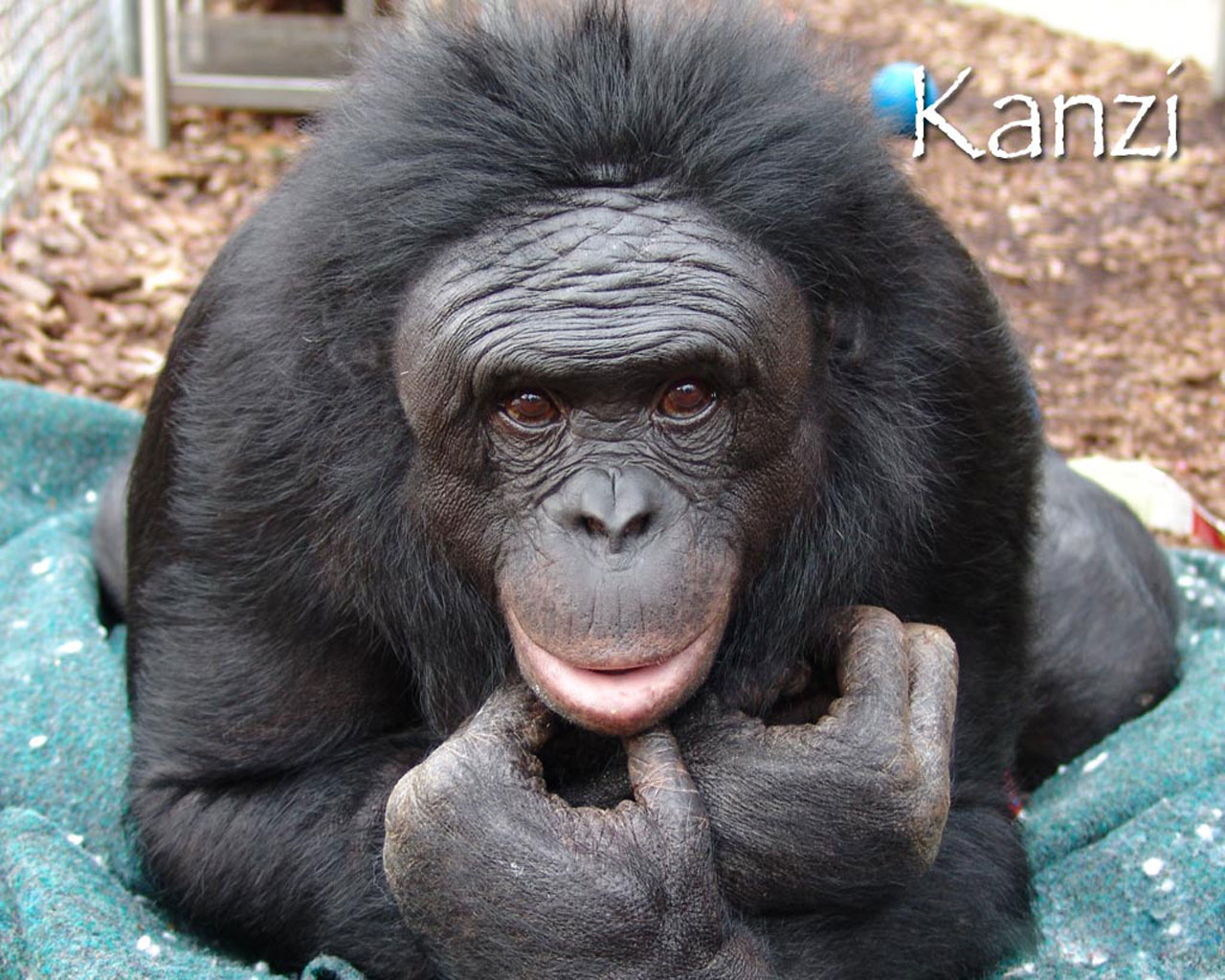 Best Jungle Life: Apes & Ape Pictures and Ape Distinction from monkeys
