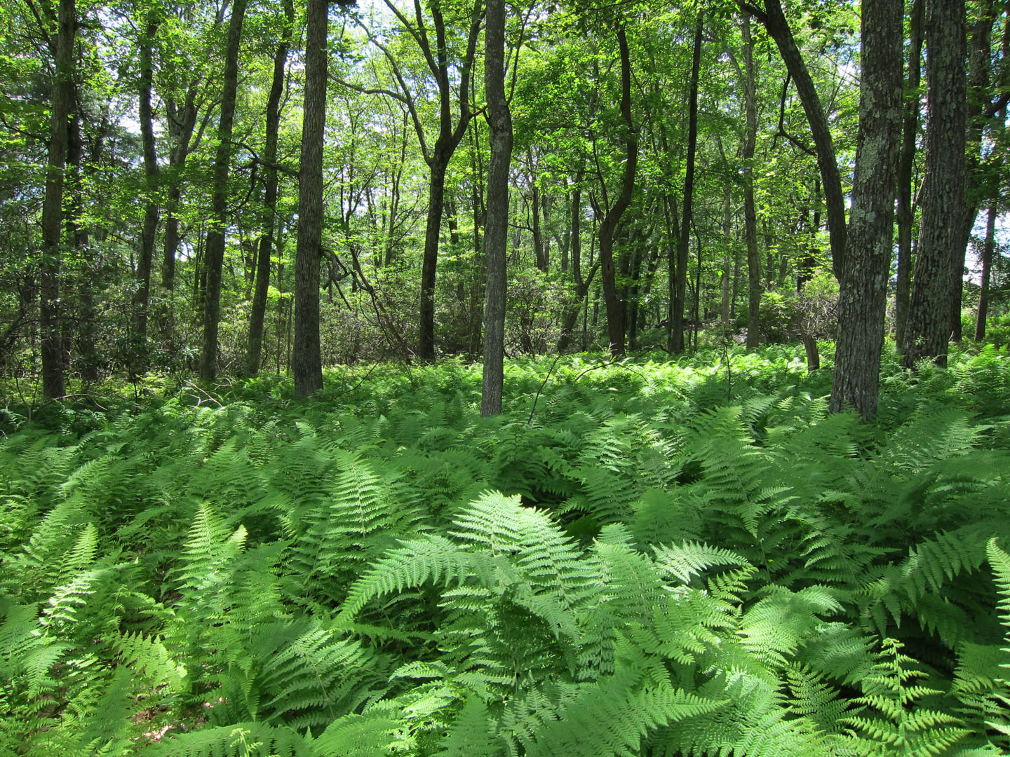 66 Square Feet (Plus): In Pennsylvania