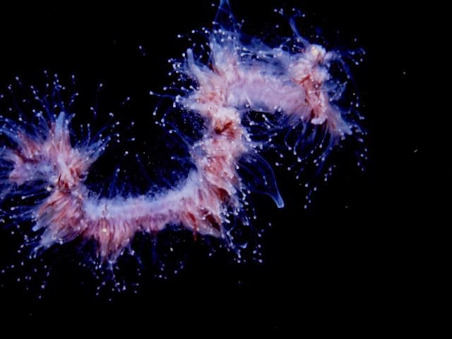 Artes de Pesca: LOS SIPHONOPHORA