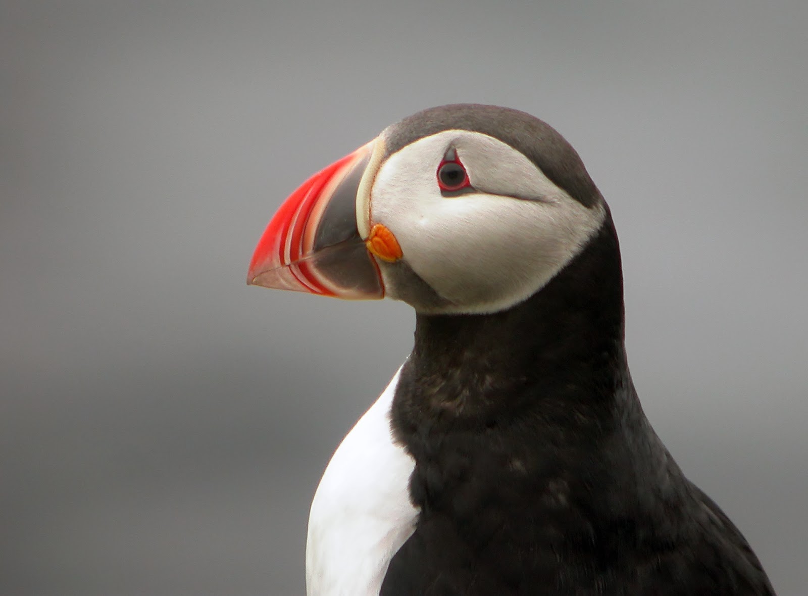 Aves y Fotografía de Naturaleza: Frailecillo Atlántico, Fratercula ...
