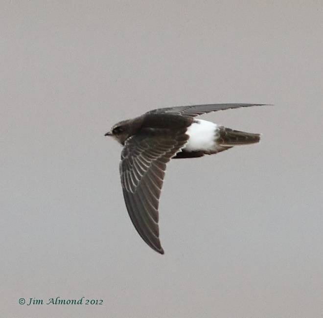 Shropshire Birder: Little Swift - a juvenile!