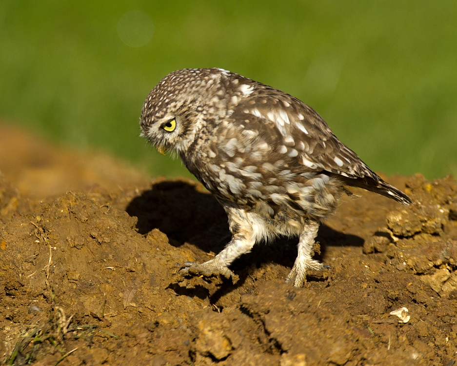 owls about that then!: Walking Owls.