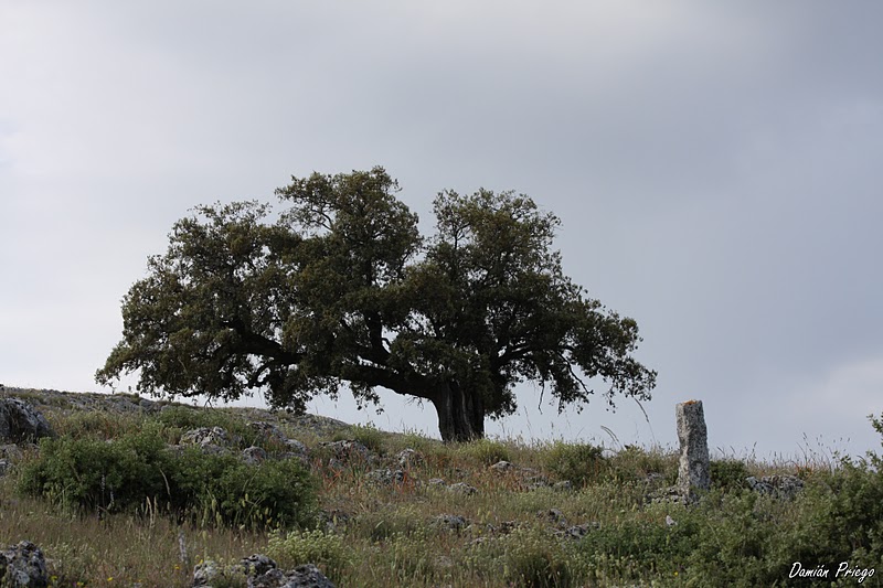 MIRADAS DE ENCANTO : Mojones en la Sierra del Término de Zuheros