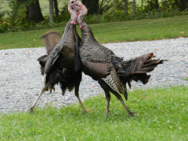 Blue Country Magic: When Turkeys Fight