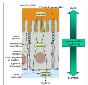 BIOLOGIA CELULAR Y MOLECULAR: LA MEMBRANA CELULAR -DIFERENCIACIONES DE ...