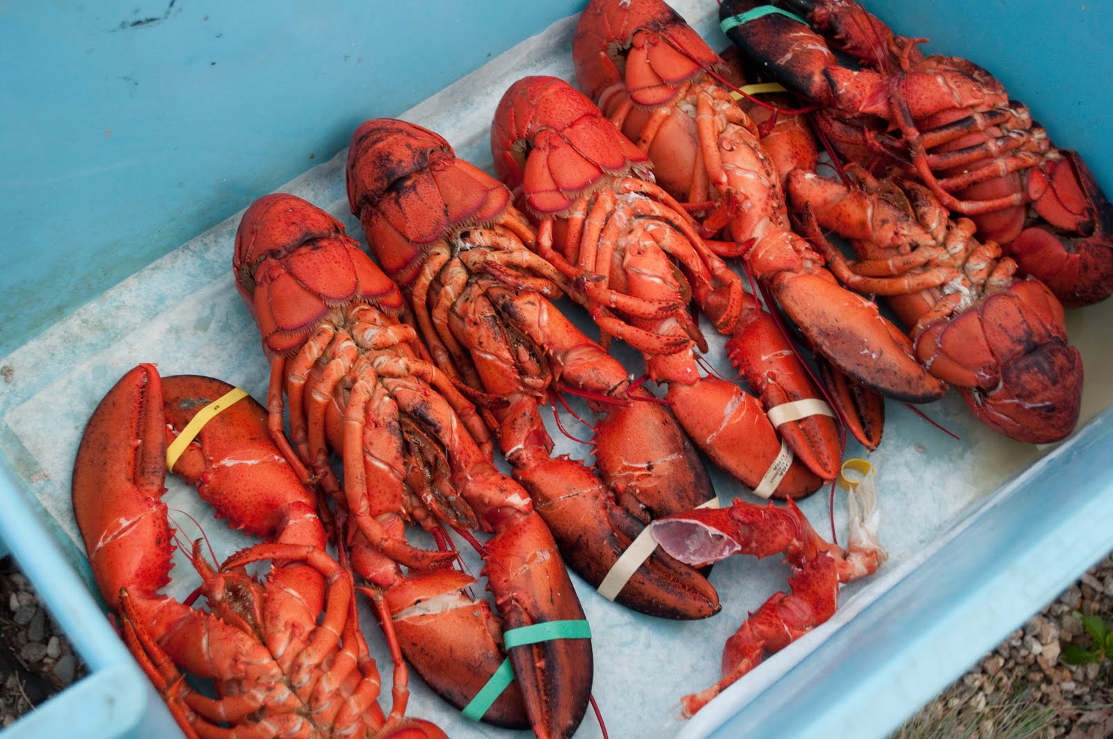 Blind Tastes: Lobstah Fest 2011 - First Shell, Part Deux