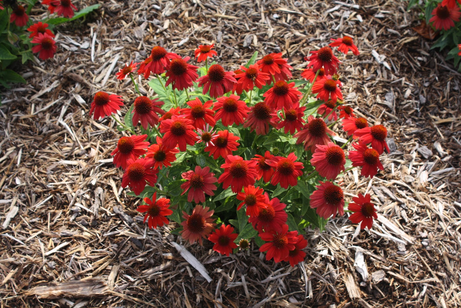 MIDWEST GROUNDCOVERS Display Gardens & Plant Trials