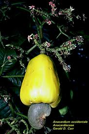 BUNGA: Syzygium/ Jambu-jambuan