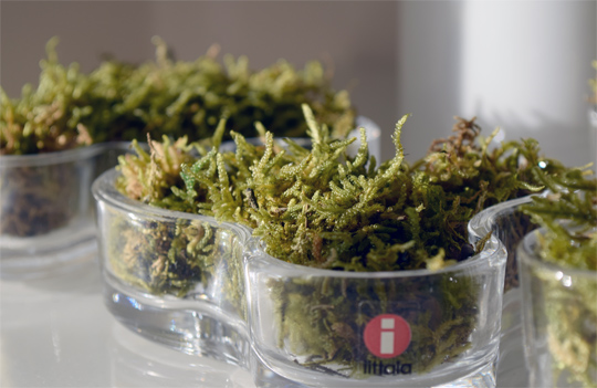 Var dags rum: Inred med mysig mossa!