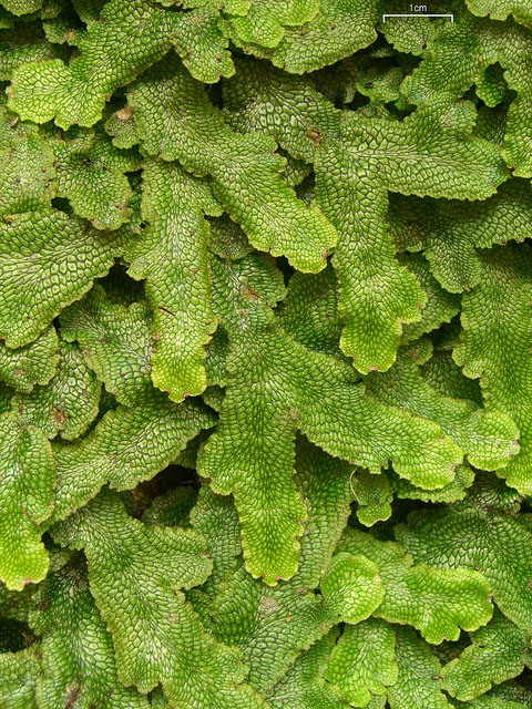 Taxonomic Collections: Mmm liverworts
