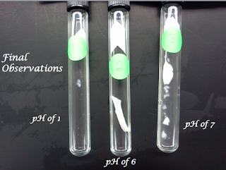 EC Honors Biology: Investigating Digestive Enzymes Lab