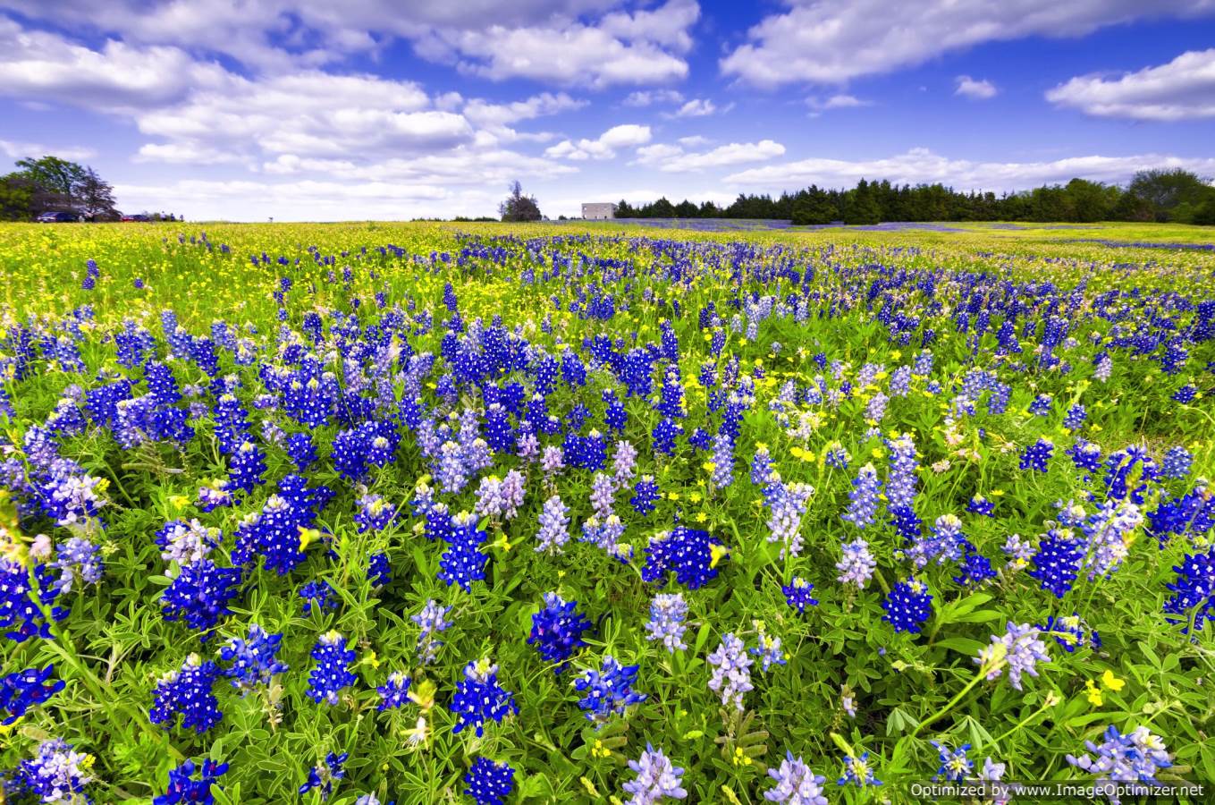 Bluebonnet Desktop Wallpaper | Free Hd Wallpaper