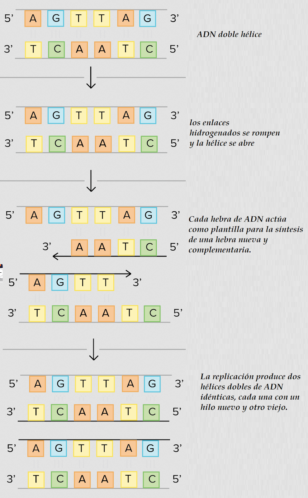 LA REPLICACIÓN DEL ADN: Semiconservativa, bidireccional y discontinua.