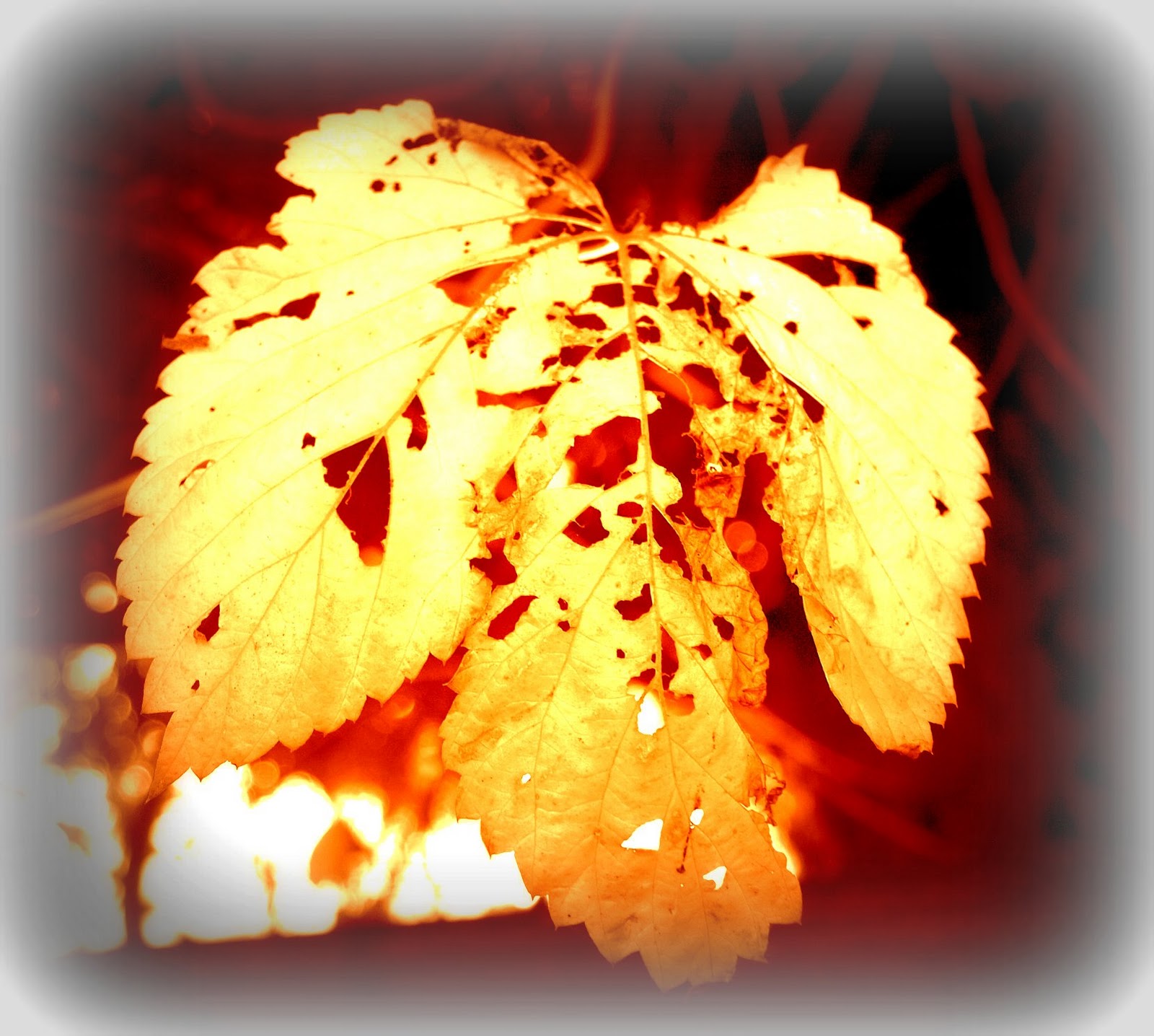 Mark's Veg Plot: Photos