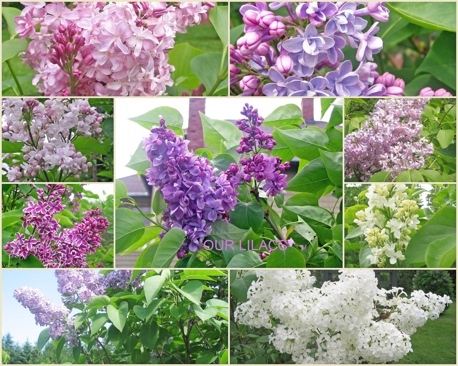 Aiken House & Gardens: Lilac Favs