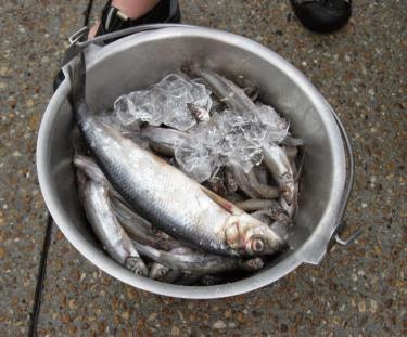 Voice of the Orcas: Food Deprivation at SeaWorld