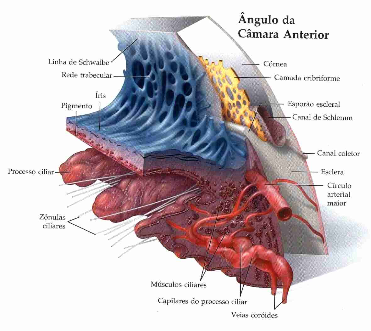 Globo Ocular: Capas del globo ocular y medios refringentes pt. 1