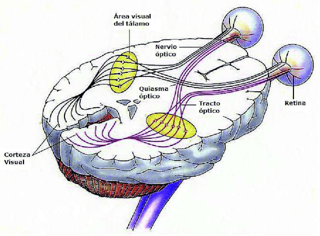 Cátedra N° 03 - Vía visual