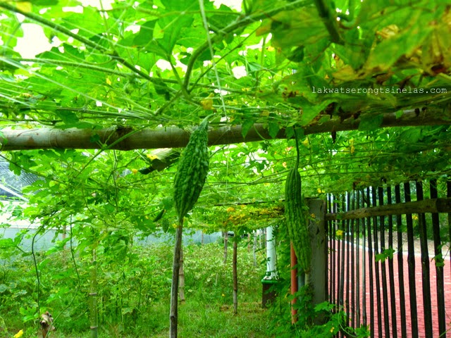 PINAKBET FARM - Lakwatserong Tsinelas