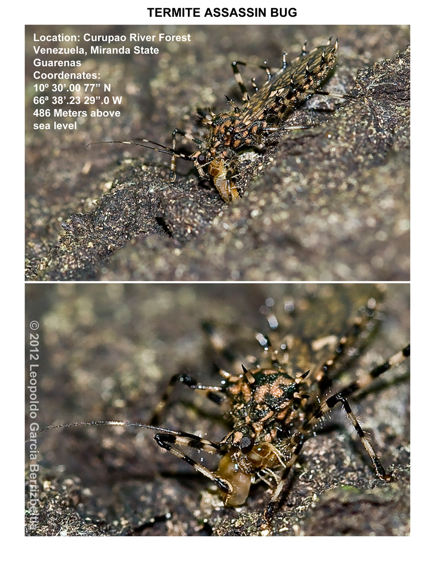 DIGITAL CAMERA ADVENTURES: FIELD NOTES: TERMITE ASSASSIN BUG
