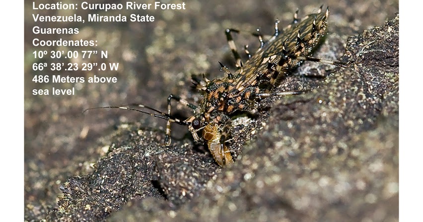 DIGITAL CAMERA ADVENTURES: FIELD NOTES: TERMITE ASSASSIN BUG