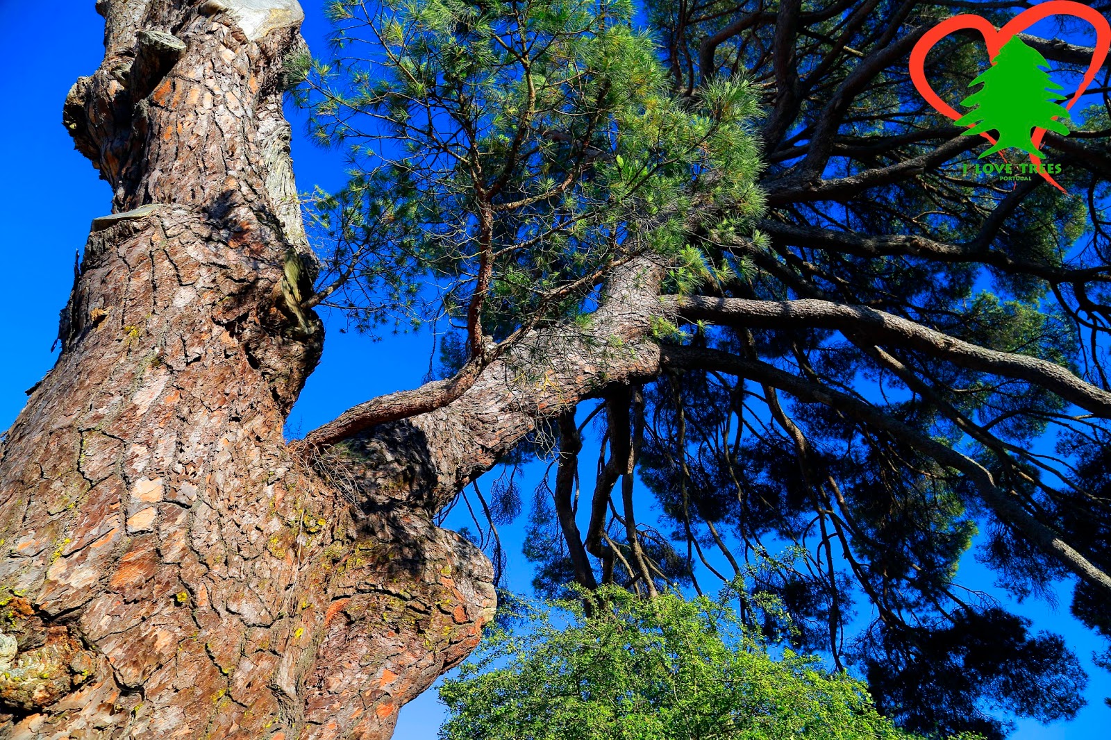 LoveTrees Project: Pinheiro das Areias - O maior Pinheiro-manso de Portugal