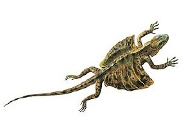 unikamu.com: Cicak Terbang, Binatang Unik yang Sangat Langka