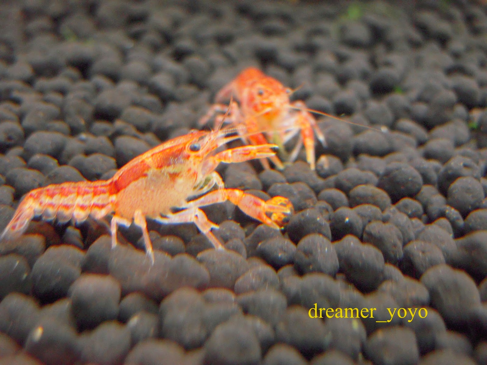 Crystal Red Shrimp: Mexican Dwarf Crayfish Cambarellus Patzcuarensis Orange